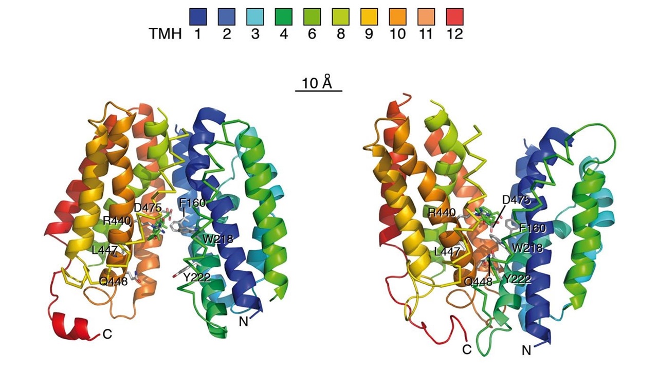🎓Structure and Function of Organic Cation Transporters | Hochschule ...